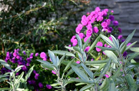 검은 돌 자갈 타일광장에 다년생과 풀이 있는 가을 화단 화강암 연석은 가을 보라색 흰색과 노란색 아스터 도시 공원의 세이지가 있는 장식용 잔디 0명에 대한 스톡 사진 및