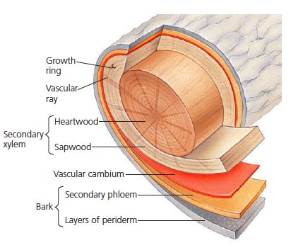 Tree Structure Flashcards Quizlet