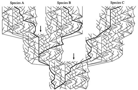 Evolution Ch Flashcards Quizlet