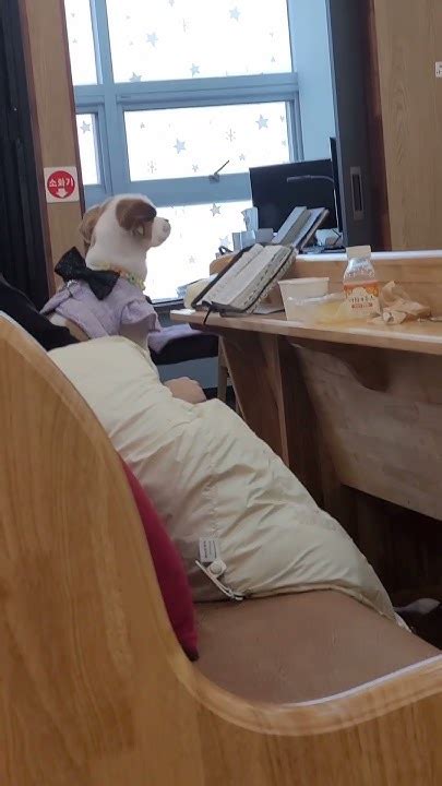 작은누나~~예배시작했어 빨리앉아~ㅋㅋ 귀여운강아지 블리 너무귀여워 반려견 예배하는강아지 은혜로운교회 교회가는강아지