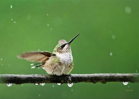 Hummingbird In The Rain By Christina Rollo Hummingbirds Photography