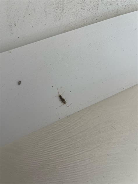 Bug Identification R Insects