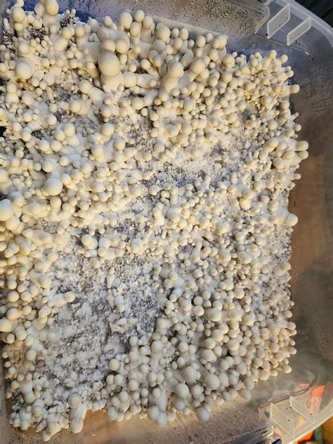 Trichoderma Resistant Is This Mycelium Growth Worth Expanding Out Do