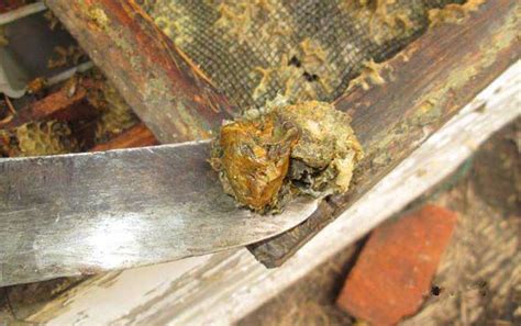 蜂胶泡酒的功效与作用及正确做法 蜂胶 酷蜜蜂
