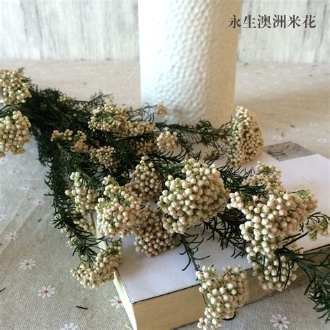 澳洲米花 澳洲 澳洲在哪 大山谷图库