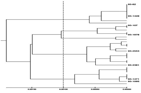 the dendrogram constructed from upgma analysis based on concatenated