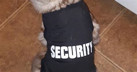 Security Album On Imgur