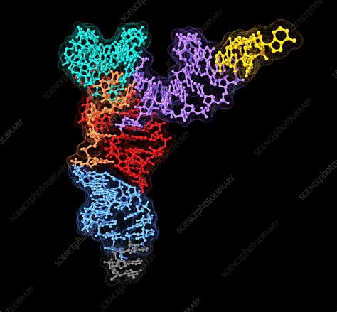 Transfer RNA Molecule Illustration Stock Image C049 4012 Science Photo Library