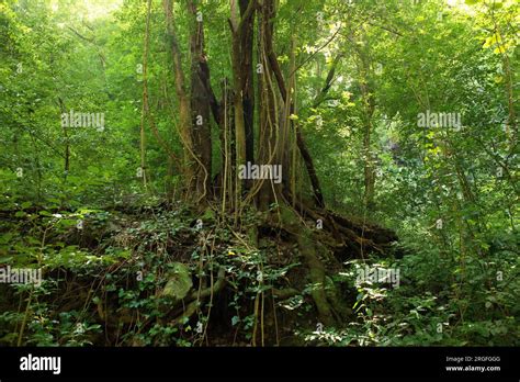 Til Tilo Rain Tree Of El Hierro Or Stinkwood Ocotea Foetens Is A