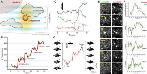 3d Fluorescence Microscopy Visualization Strategy And Tracking Download Scientific Diagram