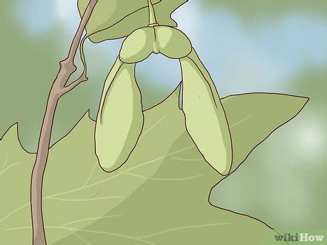 3 Ways To Identify Sugar Maple Trees WikiHow