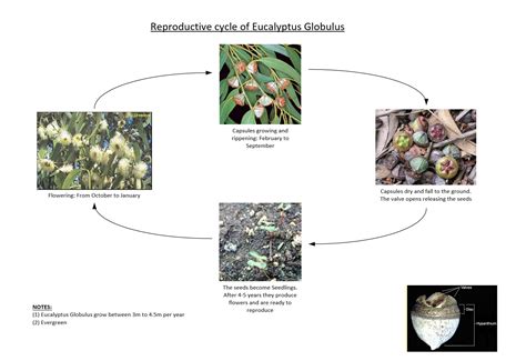 Eucalyptus Trees And The Impact In Galicia