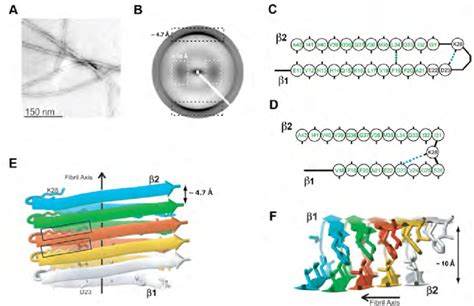 Structural Model Of A 42 Amyloid Fibrils A Electron Microscope Image Download Scientific