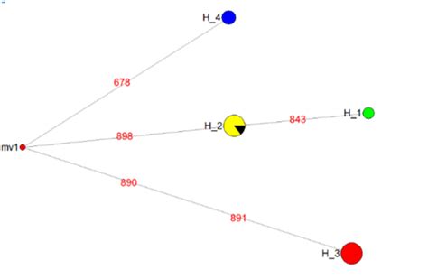 Differences In The Size Of The Chromo Helicase Dna Binding Chd Gene Download Scientific
