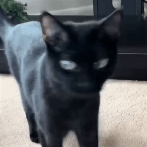 Black Cat Shakes Head  Black Cat Shakes Head Black Cat Discover