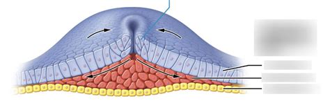3 Primary Germ Layers Diagram Diagram Quizlet