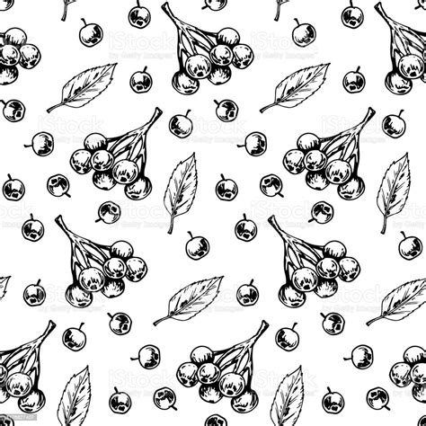 흰색 배경에 고립 된 로완 잎과 열매가있는 식물원활한 패턴 가을 디자인 손으로 그린 스케치 벡터 일러스트레이션 빈티지 라인 아트 10월에 대한 스톡 벡터 아트 및 기타