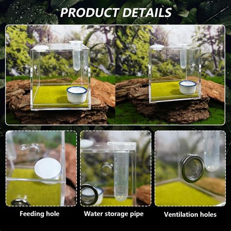 Jumping Spider Accessories Asian Wall Jumping Spider Enclosure Size