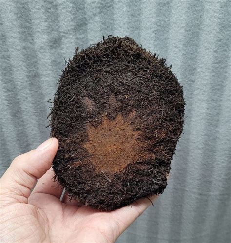 Fern Tree Disks Tropics Home