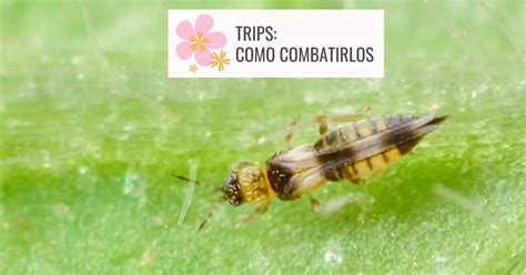Los Trips Como Combatir Este Insidioso Enemigo