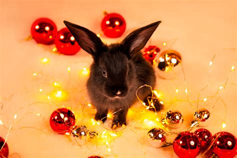 아름다운 검은 토끼가 화환 조명과 빨간 크리스마스 공 사이에 앉아 있습니다 분위기 있는 휴일 인사말 카드 토끼는 중국 달력으로 2023 년의 상징입니다 새해 분위기 귀여운