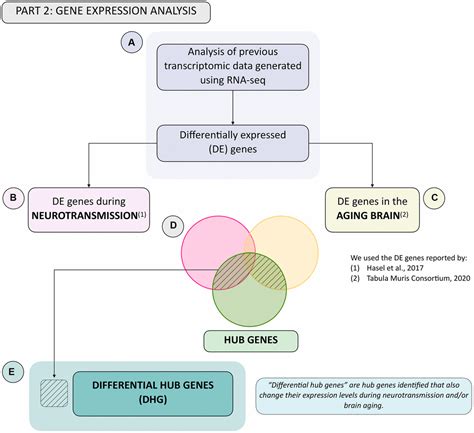 Metabolic Switch In The Aging Astrocyte Supported Via Integrative Approach Comprising Network