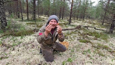 ПОХОД ЗА ГРИБАМИ В ЛЕС КОПАЮ МОХ ЧТОБЫ ОТЫСКАТЬ ЗАВЕТНЫЕ ГРИБЫ СБОР ЛЕСНЫХ ГРИБОВ НАХОДКА В