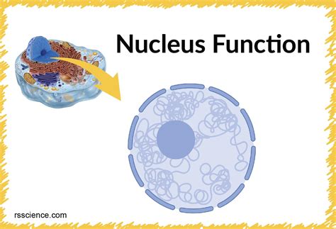 Cell Nucleus Science