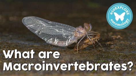 What Are Macroinvertebrates Youtube