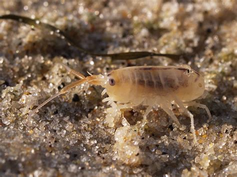 Sand Flea Bites Treatment