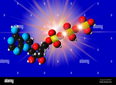 Adenosine Triphosphate Atp Molecular Model Showing High Energy Bonds