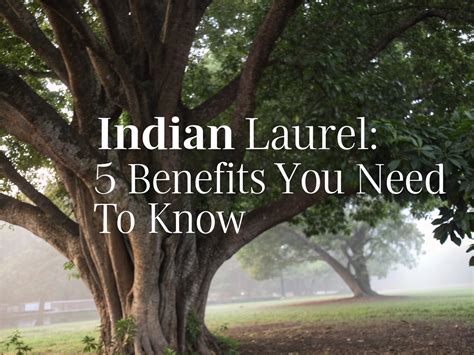 Indian Laurel 5 Benefits You Need To Know
