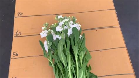 스토크 화이트 생화 꽃집 꽃집창업 꽃값 온라인꽃시장 온라인꽃도매 인터넷꽃시장 인터넷꽃도매 서울꽃시장 꽃농장 꽃배송 생화배송 생화도매 생화택배 꽃배달 생화배달 생화주문 생화