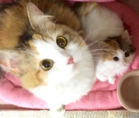 子猫を撫でてたら母親猫に『汚い手で触るな』って目で見られた 猫②へのボケ[44741960] ボケて（bokete）