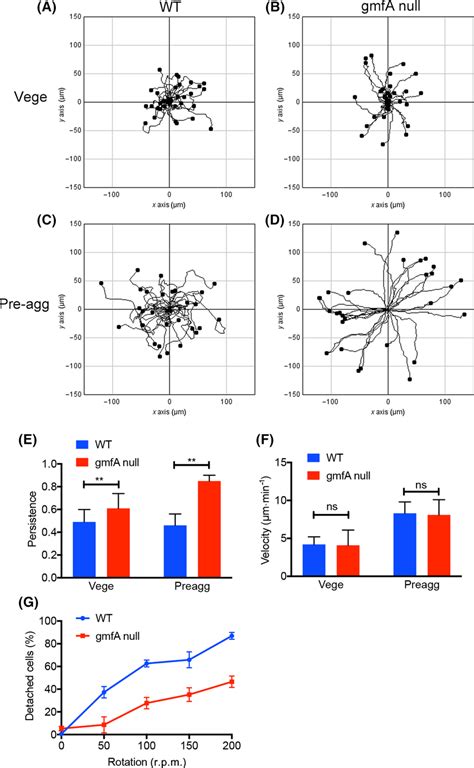 Gmfa‐null Cells Migrate With A Higher Persistency And Adhere Strongly Download Scientific