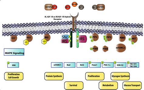 Overview Of The Intracellular Signaling Pathways That Are Linked To