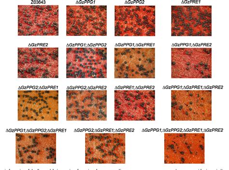 Figure 5 From A Putative Pheromone Signaling Pathway Is Dispensable For Self Fertility In The