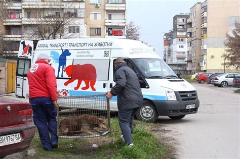 Екип на фондация „4 лапи” се грижи за видинските кучета