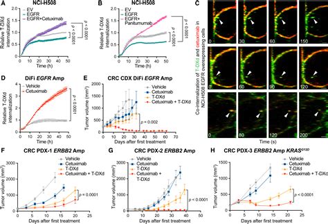 Egfr Directed Antibodies Promote Her2 Adc Internalization And Efficacy Cell Reports Medicine