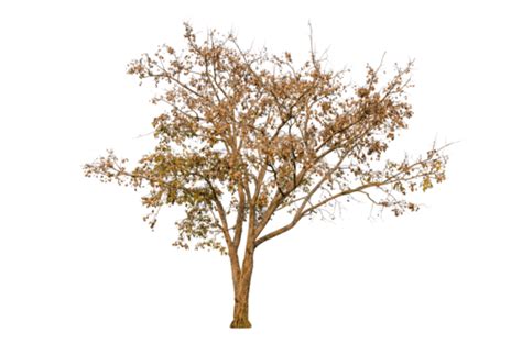 Tree Of Life PNGs For Free Download Tree Of Life PNGs For Free Download