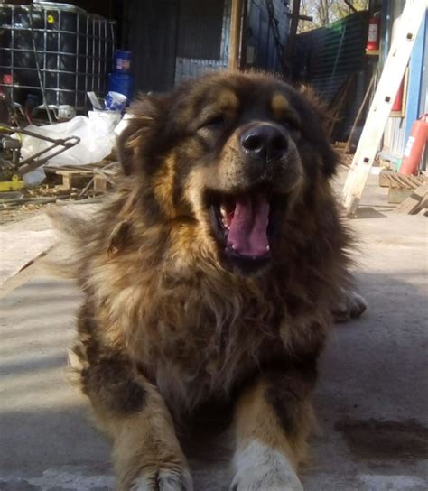 Всем доброго времени суток Собачка девочка около 40 кг весом ищет дом и хозяина Стерилизована