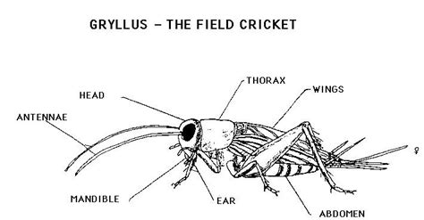 Body Parts Diagram Of A Field Crickets