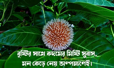 কদম ফুল নিয়ে ক্যাপশন স্ট্যাটাস কবিতা ও উক্তি