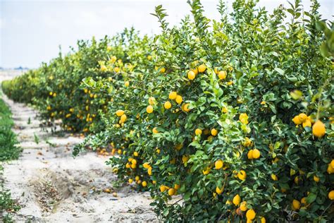 Where Do Lemon Trees Grow Garden Eco