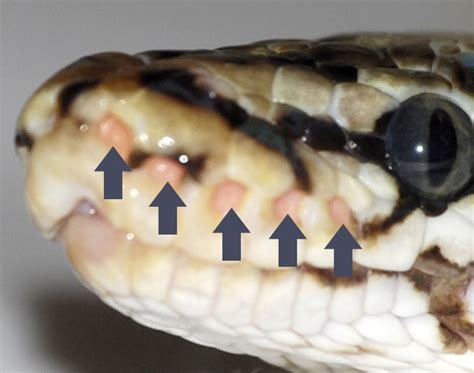 Royal Python The Secret Life Of Animal Senses
