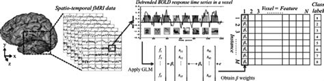 Illustration Of Spatio Temporal Fmri Data In The Vt Cortex With An Download Scientific Diagram