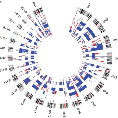 Circos Plot With Genomic Pattern Identified By Array Cgh Technique For
