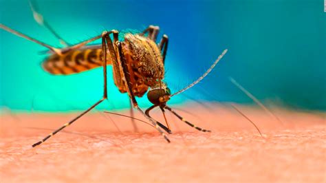Diagnostican Uno De Los Primeros Casos De Contagio De Dengue Por