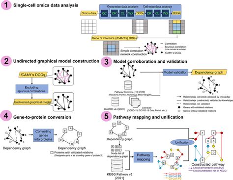 Frontiers Gene Network Inference From Single Cell Omics Data And Domain Knowledge For