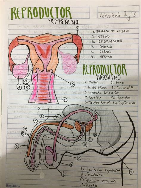 Male Reproductive System Artofit